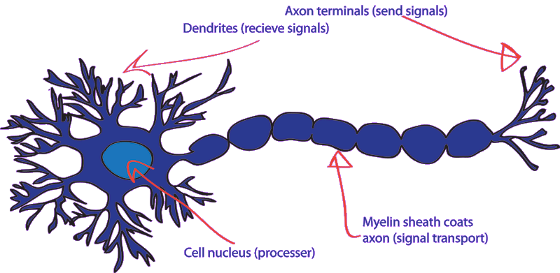 neuralNetworks